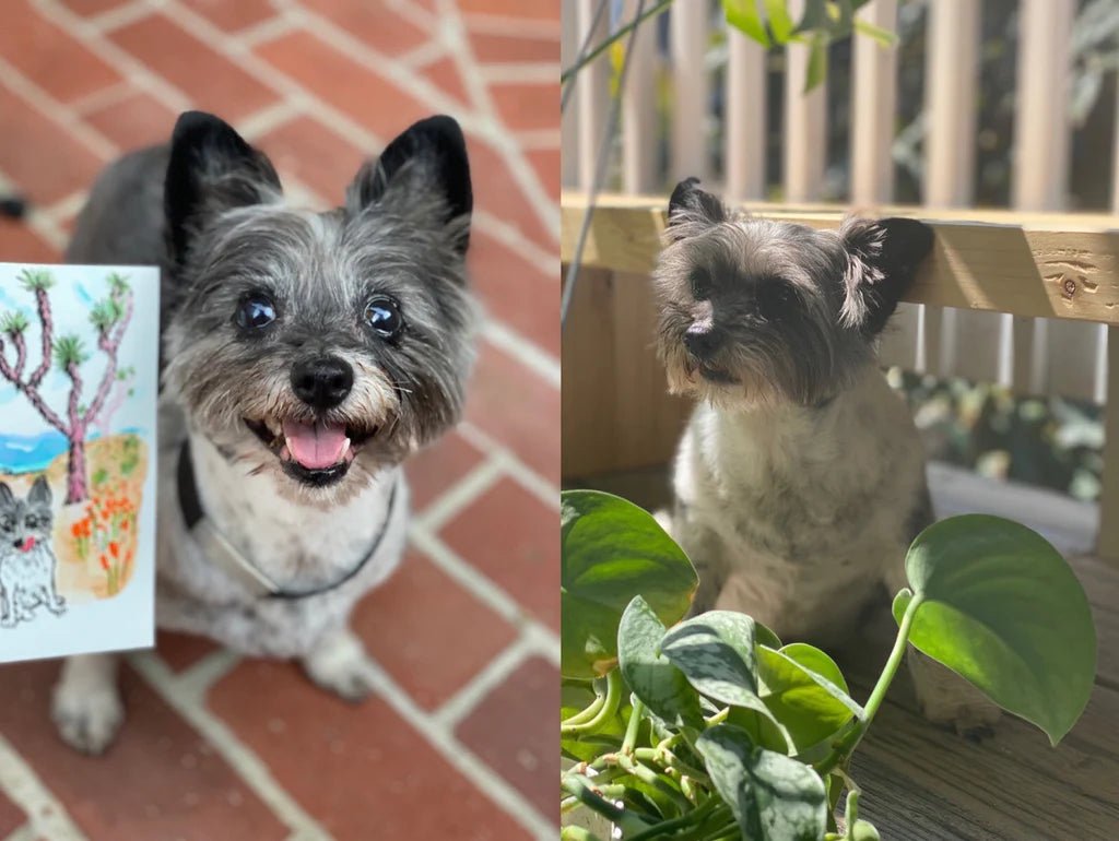 Staff Check In: Tortoise Pets Tell us their Favorite Tortoise Things! – tortoise general store