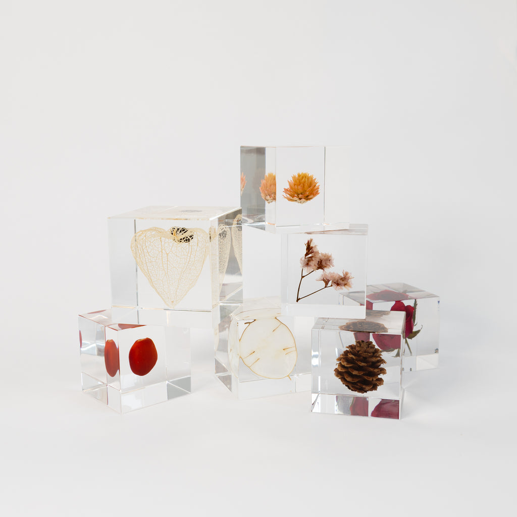 Sola Cubes - Seeds & Plants | Tortoise General Store
