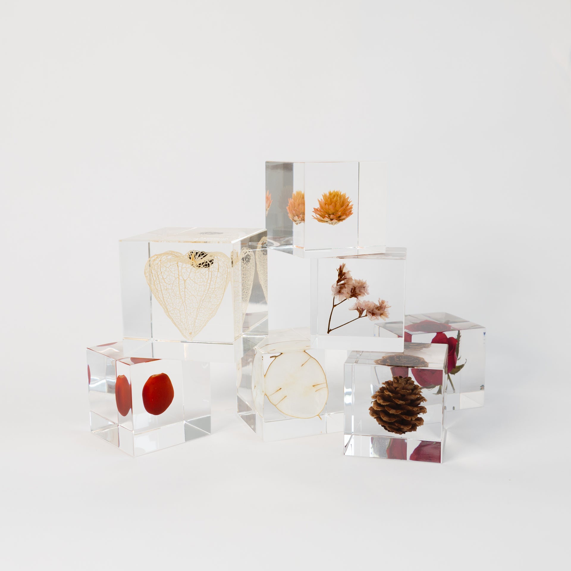 Sola Cubes - Seeds & Plants | Tortoise General Store