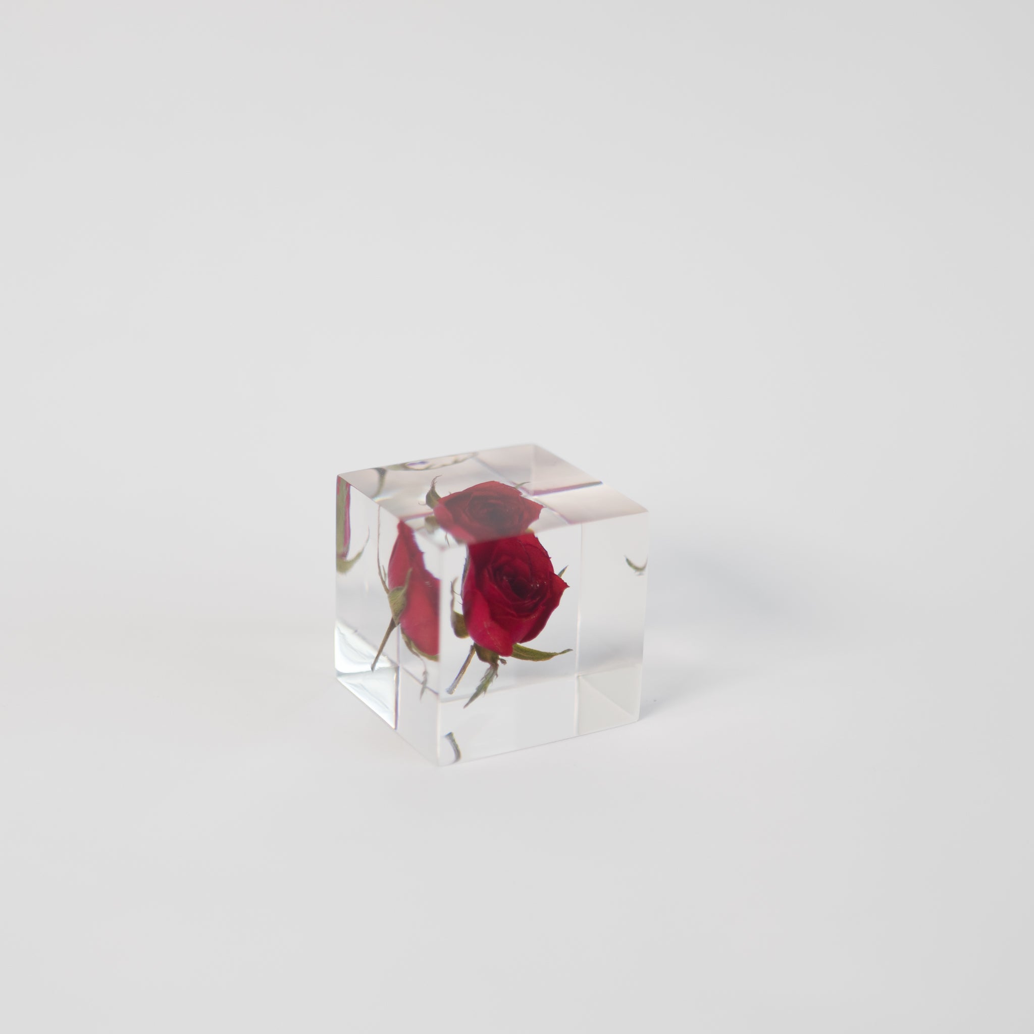 Sola Cubes - Seeds & Plants | Tortoise General Store