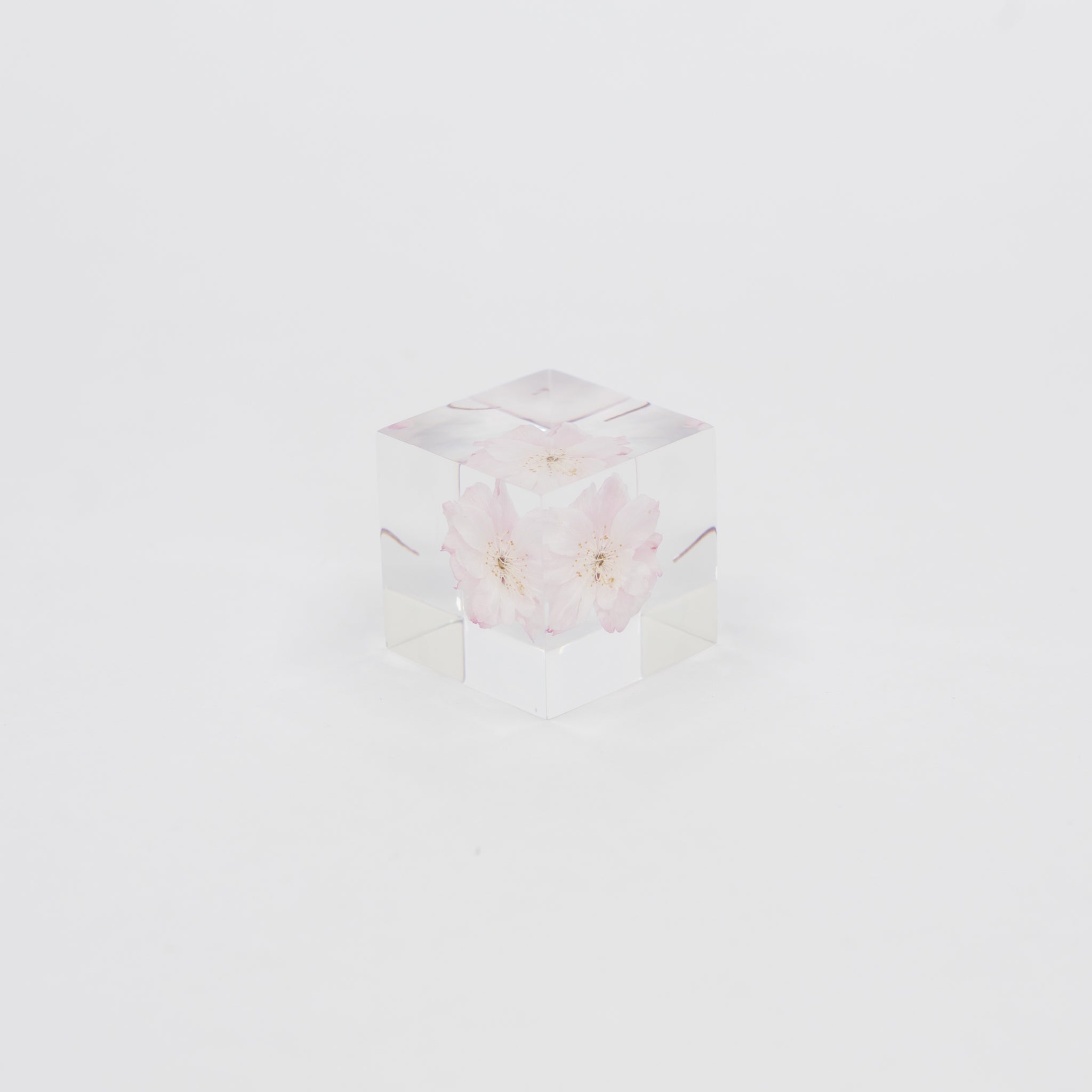 Sola Cubes - Seeds & Plants | Tortoise General Store