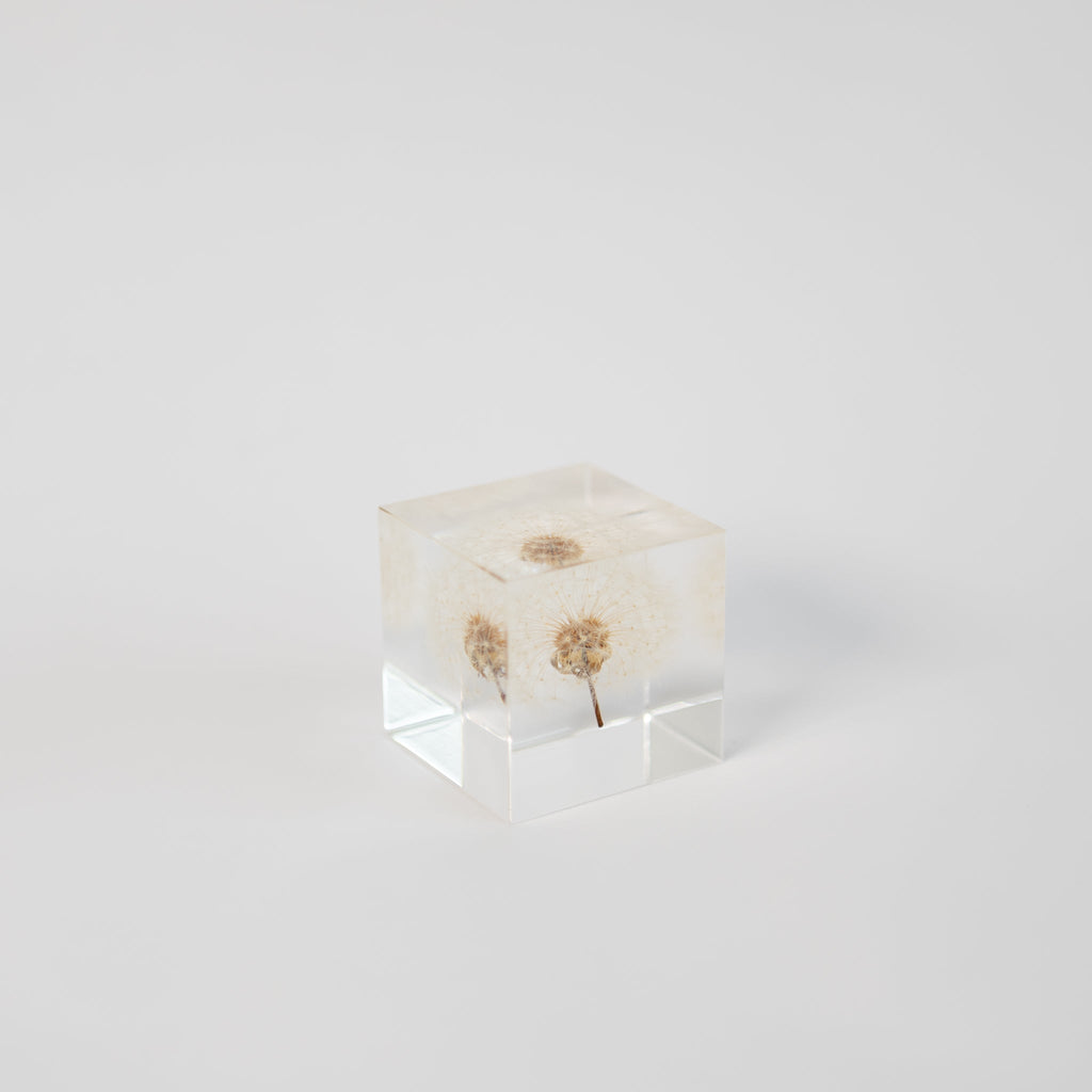 Sola Cubes - Seeds & Plants | Tortoise General Store