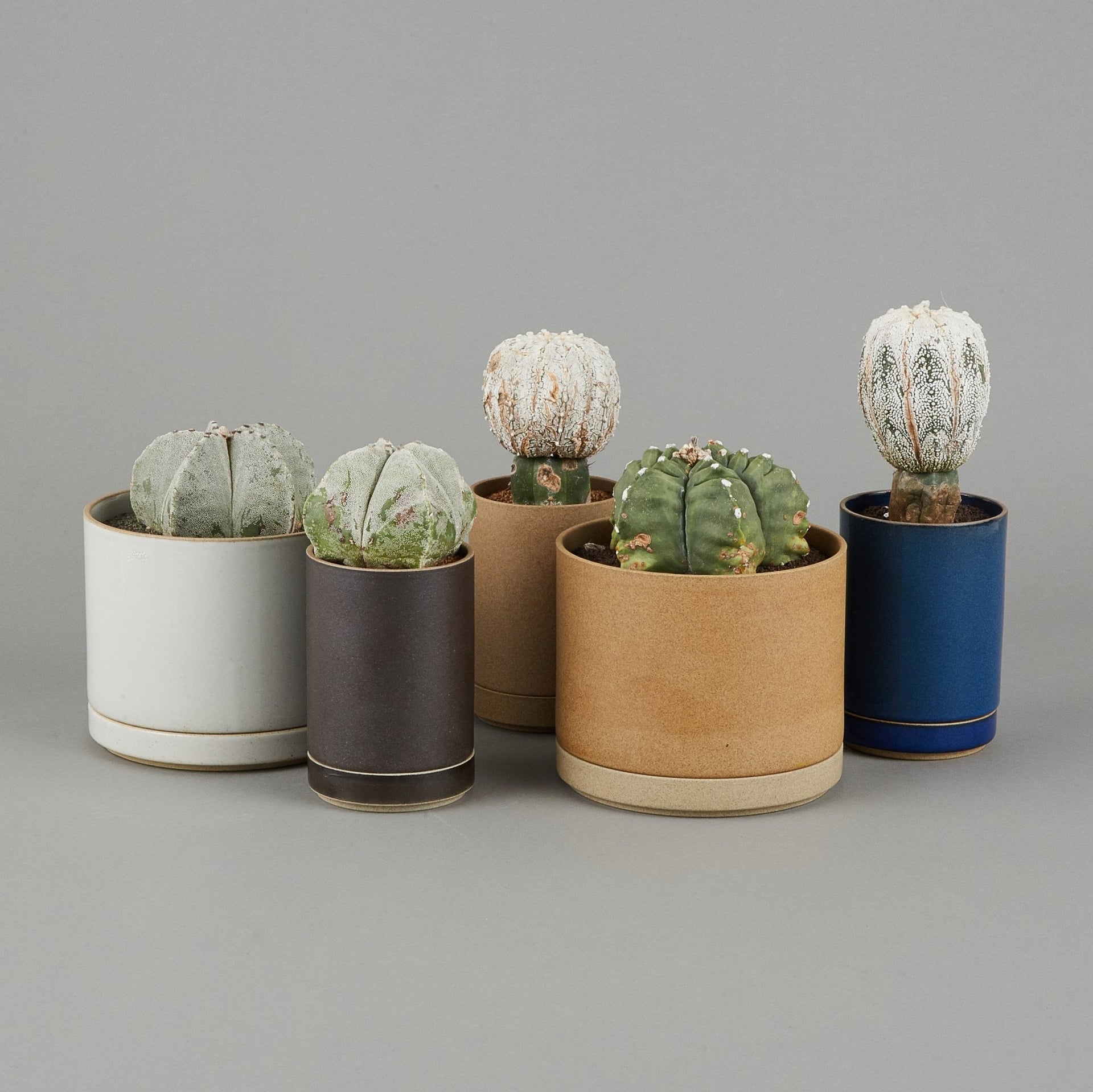 Hasami Porcelain - Planter Natural ø 3.3/8" | Tortoise General Store