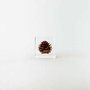 Sola Cubes - Seeds & Plants | Tortoise General Store