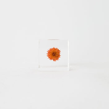 Sola Cubes - Seeds & Plants | Tortoise General Store