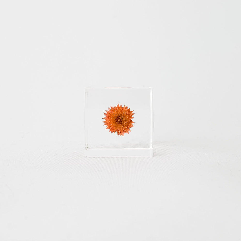 Sola Cubes - Seeds & Plants | Tortoise General Store