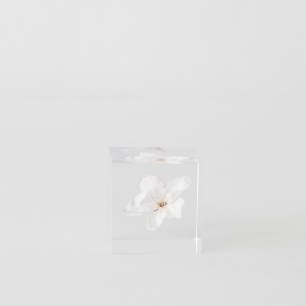 Sola Cubes - Seeds & Plants | Tortoise General Store