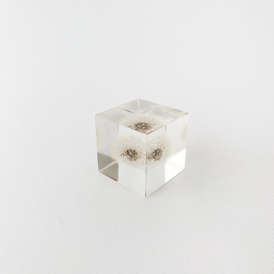 Sola Cubes - Seeds & Plants | Tortoise General Store